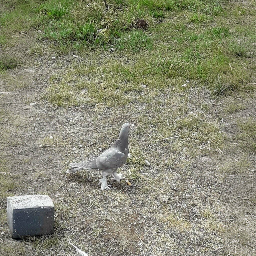 Kültür ve eğlence parkları Ziraat Parkı, Ankara, foto