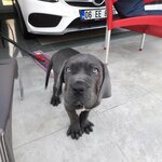 Otto Motors (Soğanlı Mh., 103. Sk., No: 32, Osmangazi, Bursa), otomobil satış galerileri  Bursa'dan