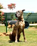 Belek Pati Evi Köpek Ve Kedi Dog Hotel Hunde Hotel (Antalya, Serik, Kadriye Mah., 141 Sok., 28), pet otel  Serik'ten