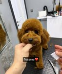 PetStils Pet kuaför & Petshop Çerkezköy (Tekirdağ, Çerkezköy, Cumhuriyet Mah., Çağlayan Sok., 40/3), evcil hayvan kuaförleri  Çerkezköy'den