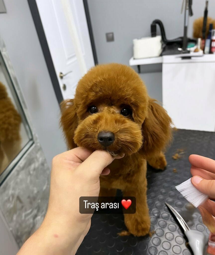 Evcil hayvan kuaförleri PetStils Pet kuaför & Petshop Çerkezköy, Çerkezköy, foto