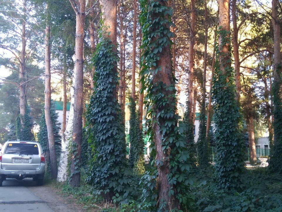 Balık çiftçiliği ve toptancıları Regional Forestry and Wildlife Territorial Inspection, Taldıkorgan, foto