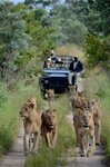 Reliable Tours Africa (Nairobi County, Westlands, Kileleshwa, Groganville), turizm acenteleri  Nairobi'den
