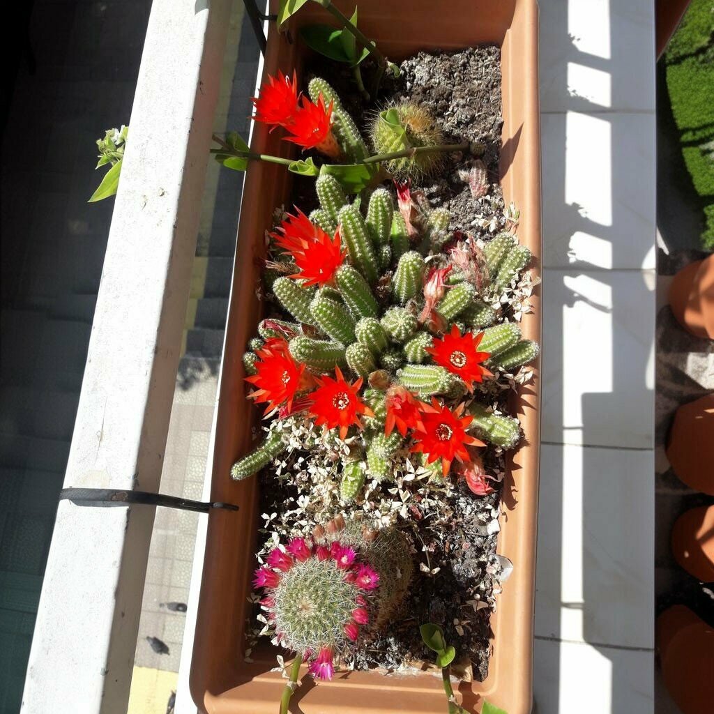 Eczaneler Çınarcık Eczanesi, Çınarcık, foto