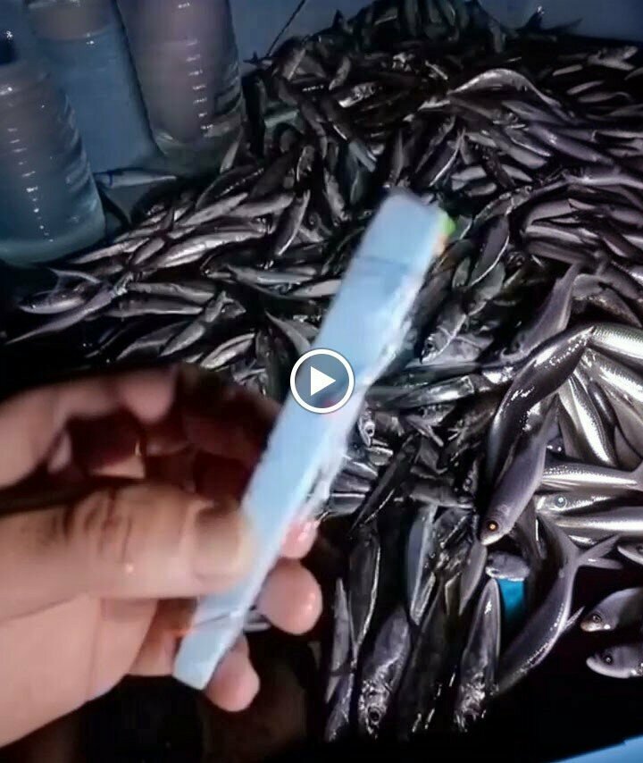 Balıkçılık ekipman firmaları Made In Serik Balık AV Bayi, Antalya, foto