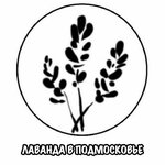 Lavender in the Moscow region (Nikolskaya ulitsa No:34), fidan yetiştiriciliği  Balaşiha'dan