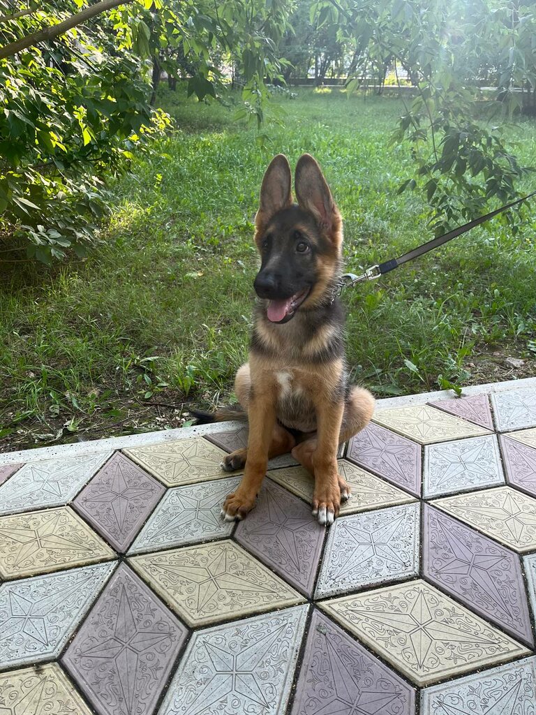 Veteriner klinikleri Vet-sity.ru, Novosibirskaya oblastı, foto