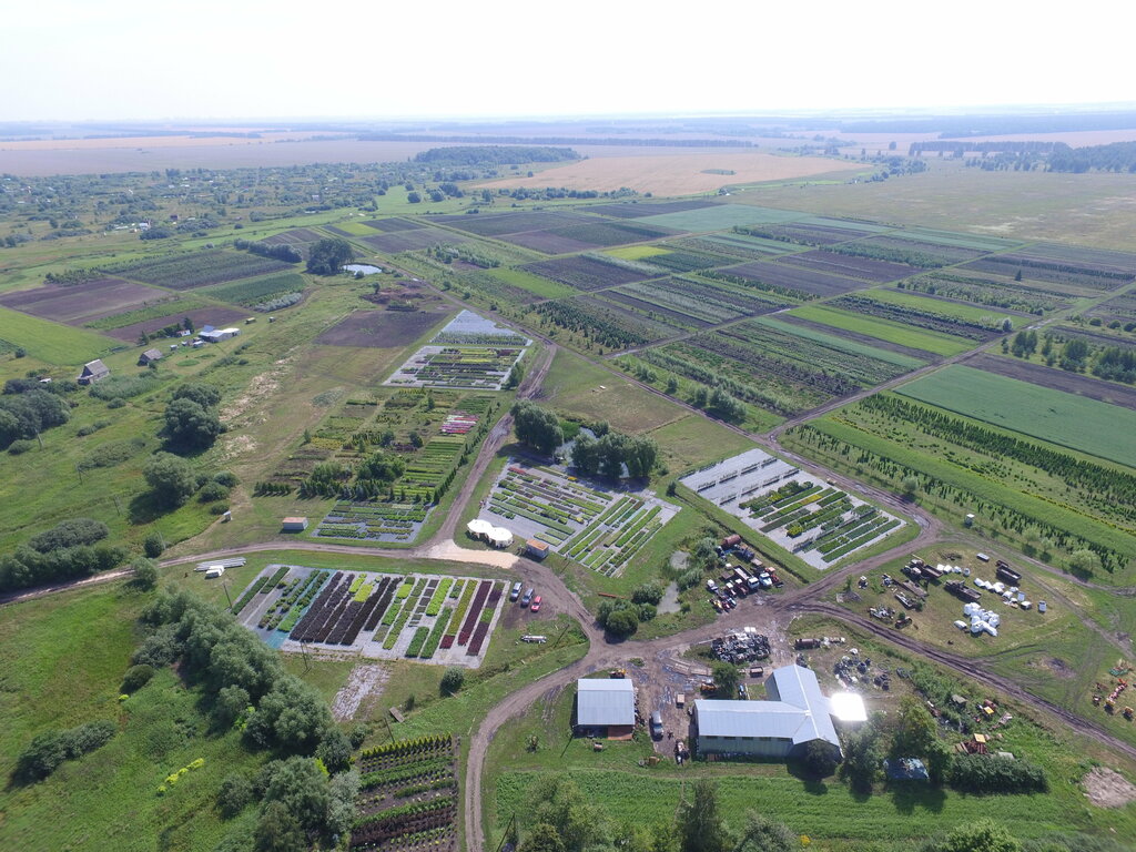 Fidan yetiştiriciliği Дендроусадьба, Riazanskaya oblastı, foto