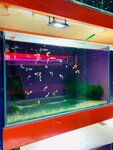 Mosaquafish (Taldomskaya Street No:2Г), petshop  Moskova'dan