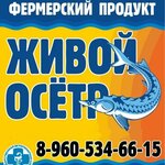 Live sturgeon (Mashinostroiteley Avenue No:81Г, Yaroslavl), balık çiftçiliği ve toptancıları  Yaroslavl'dan