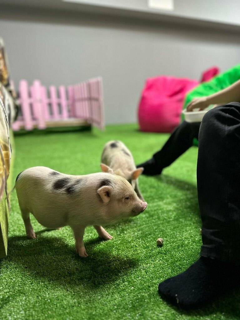 Antikafe Mini Pigs, Krasnoyarsk, foto