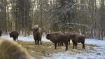 Биотехнический комплекс Раковка вольноживущей популяции зубров (Smolensk Region, Demidovskiy munitsipalny okrug, Zaboryevskoye selskoye poseleniye), hayvan muhafazaları  Smolenskaya oblastından