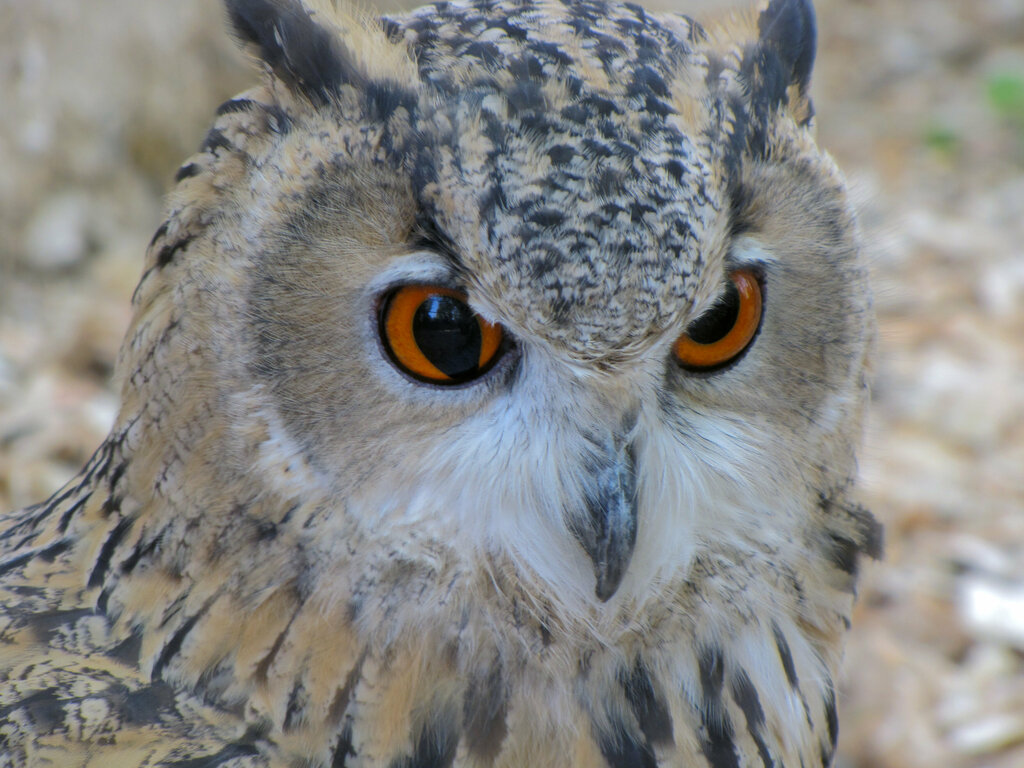 Hayvanat bahçeleri İsfahan Kuş Bahçesi, İsfahan, foto
