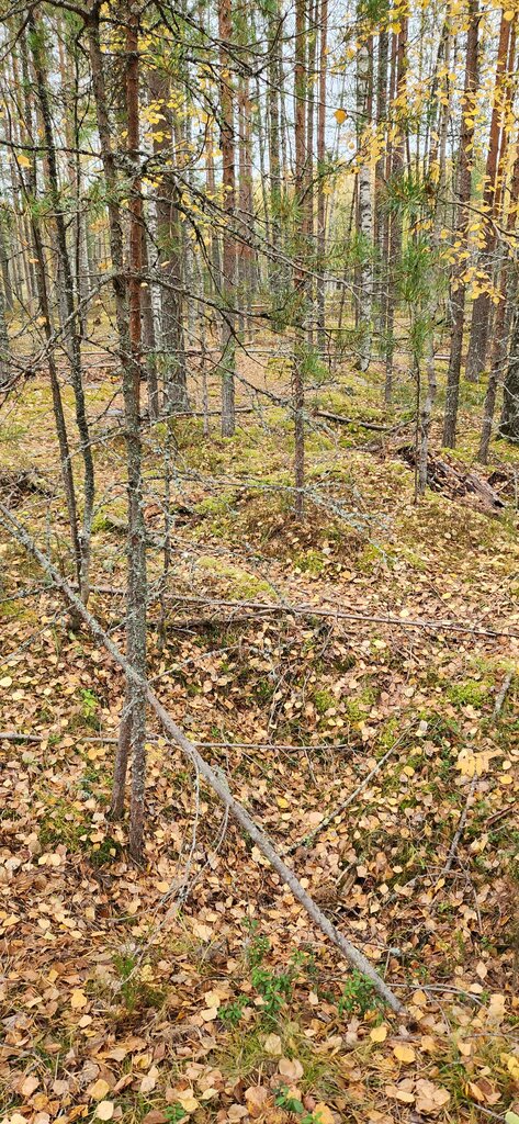 Unutulmaz olayların yeri Место гибели гарнизона Кожекина, февраль 1940 года, Karelya, foto