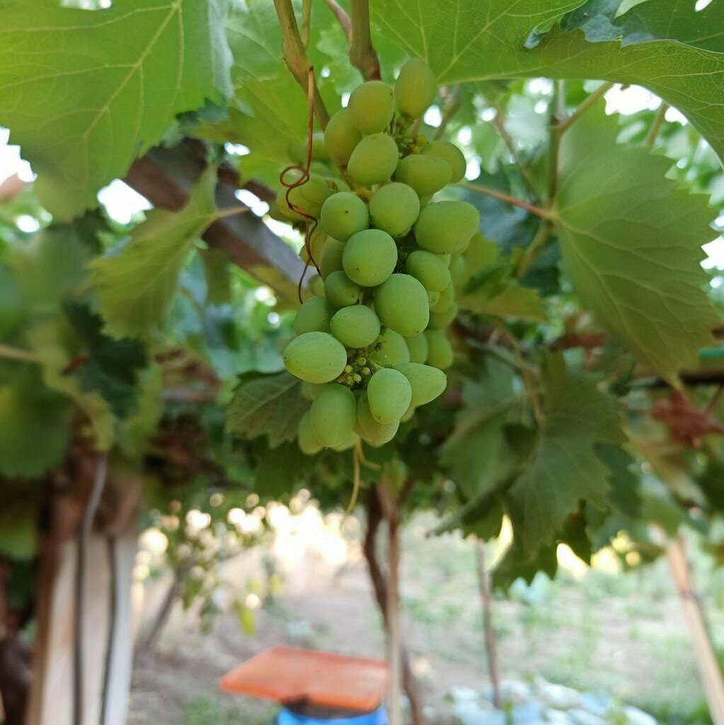 Mini-market Şimşek Gıda, Soma, foto