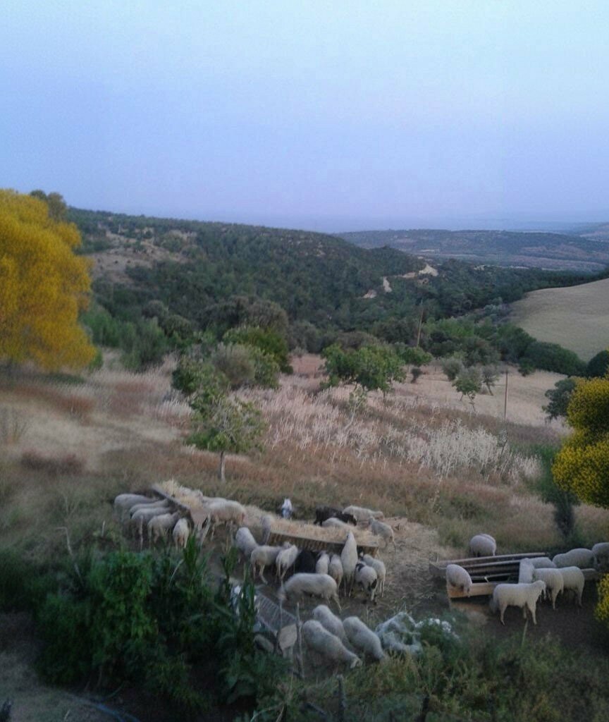 Cami Paşa Köyü Yeni Cami, Ayvacık, foto