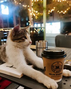 Bilge Barista Book&Coffee (Ankara, Beypazarı, Hacıkara Mah., Tabaklar Cad., 16A), kahve dükkanları  Beypazarı'ndan