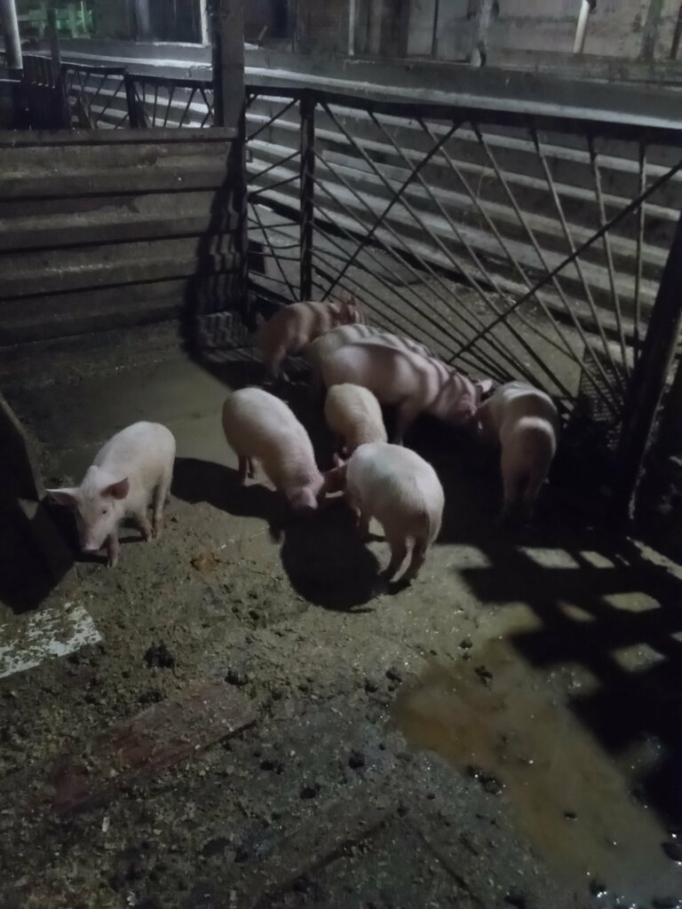 Hayvancılık Ферма, Vladimirskaya oblastı, foto