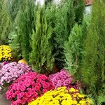 Дионис Гарден  (Tolegen Toktarov Street No:20), sera ve bahçe ürünleri  Kızılorda'dan