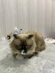 Vet Master (Tashkent, Katartal Street), veteriner klinikleri  Taşkent'ten