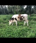 Yalova/kurbanlık Büyükbaş Çiftliği (Yalova, Çiftlikköy, Kılıç Köyü, Yalova İzmit Karayolu Mevkii), hayvancılık  Çiftlikköy'den