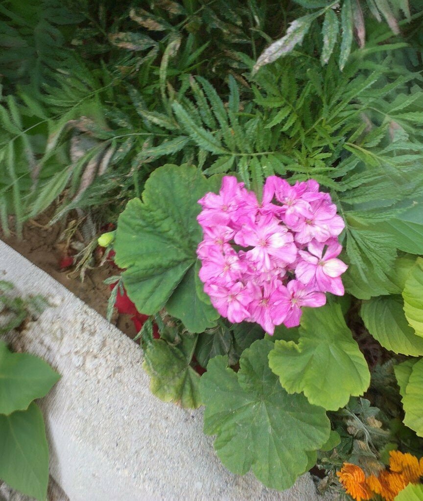 Konut blokları Beren Sitesi, Süleymanpaşa, foto