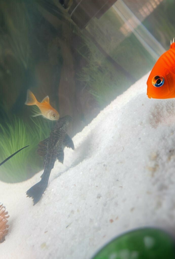 Petshop Bolu Pet Shop, Bolu, foto