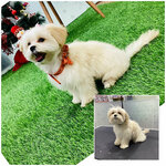 Golden Paws Pet Salon (Shop 8, Al Saud Building, Beside Sharjah CO-OP Society, Emirate of Sharjah, Sharjah), evcil hayvan kuaförleri  Sharjah'tan