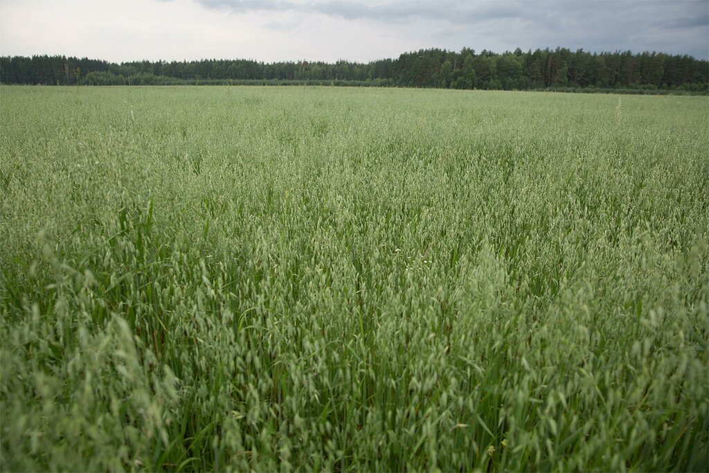 Hayvancılık Юхнов-Крол, Yuhnov, foto