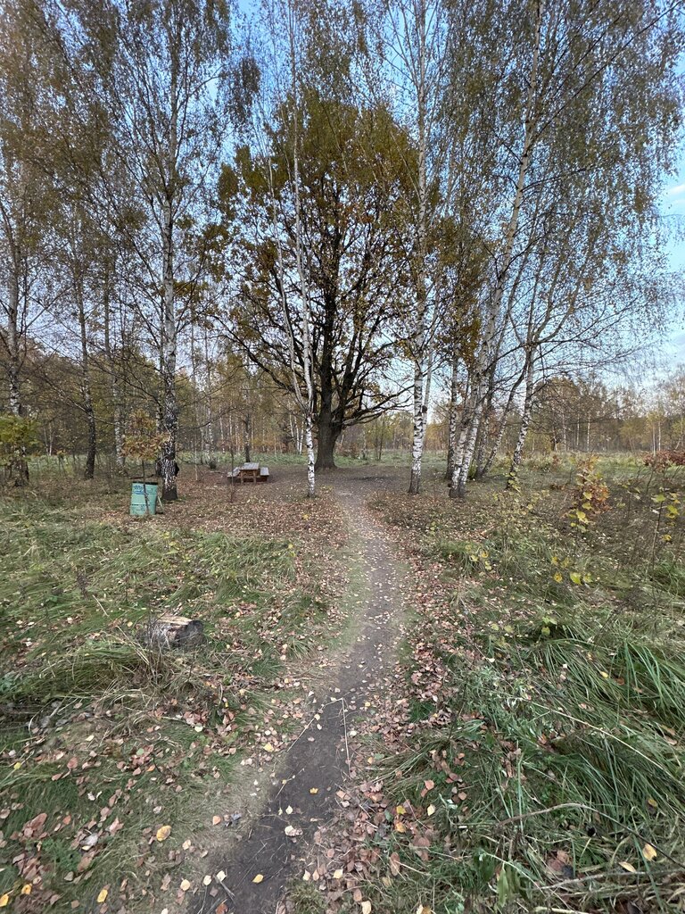 Doğa Дуб на поляне, Moskova, foto