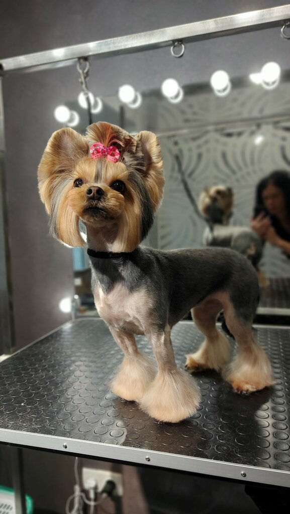 Evcil hayvan kuaförleri Альфа Грум, Habarovsk, foto