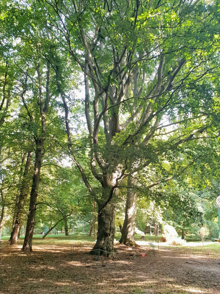 Doğa Бук европейский, Kaliningradskaya oblastı, foto