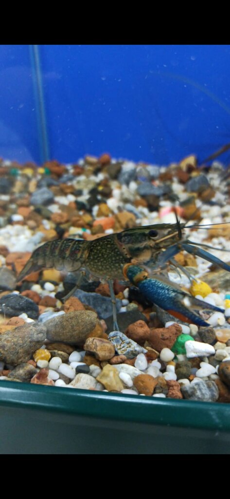 Petshop Животный мир, Kansk, foto