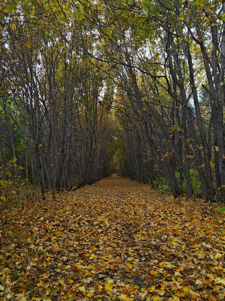 Kültür ve eğlence parkları Dendrological Park, Şçuçinsk, foto