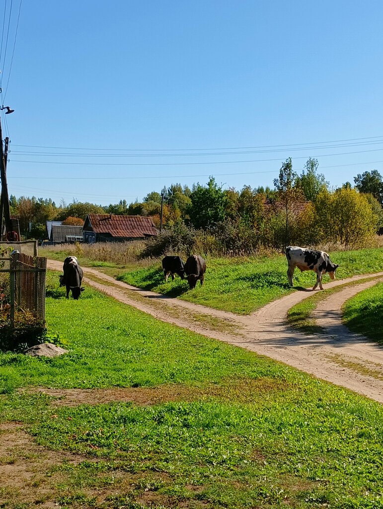 Tarım ürünleri firmaları Ферма у Влада, Tverskaya oblastı, foto