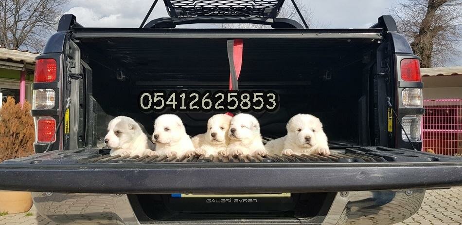 Hayvanlar için cenaze hizmetleri DogheavenBursa, Bursa, foto
