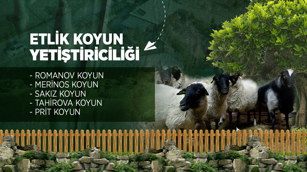 Hayvancılık Akyokuş Kooparetifi, Konya, foto