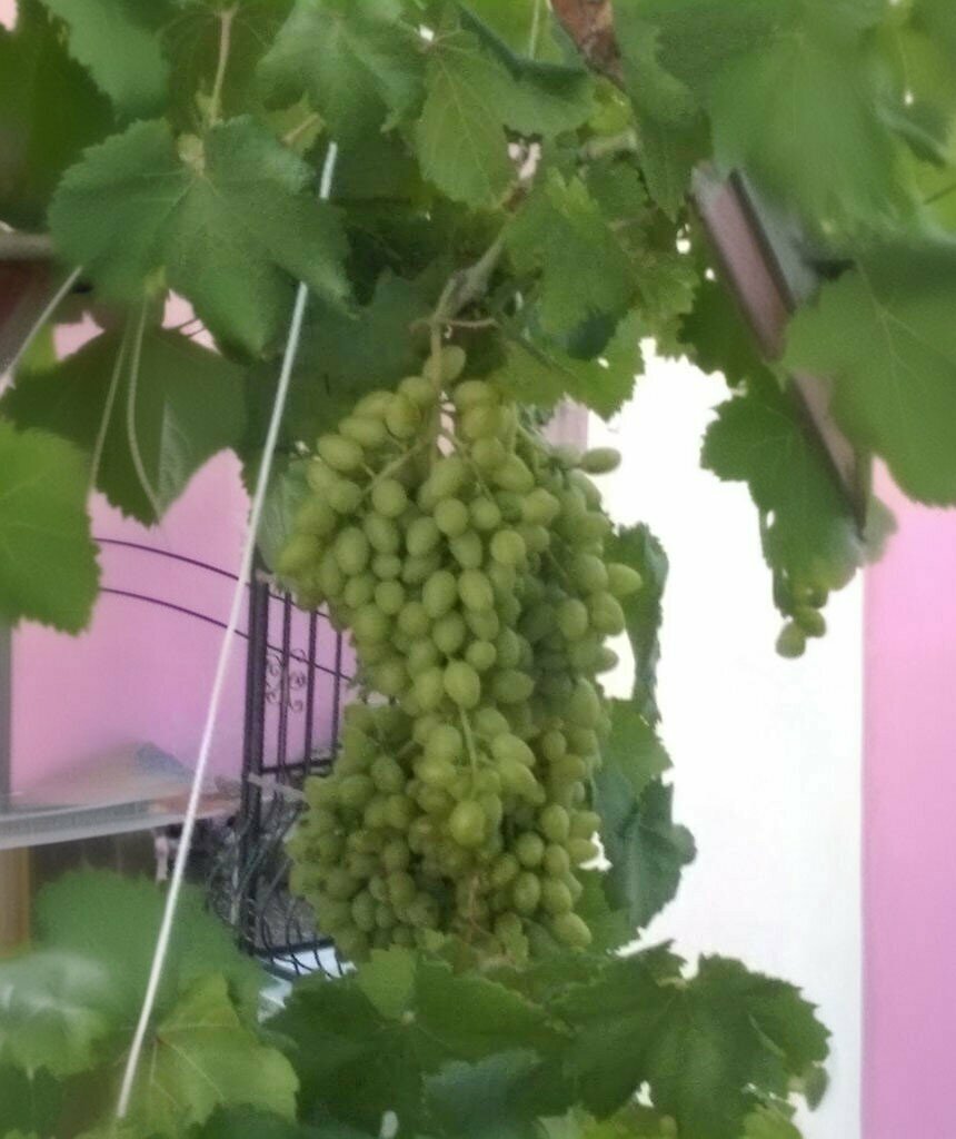 Kültür ve eğlence parkları SB-Orhan Doğan Parkı, Siirt, foto