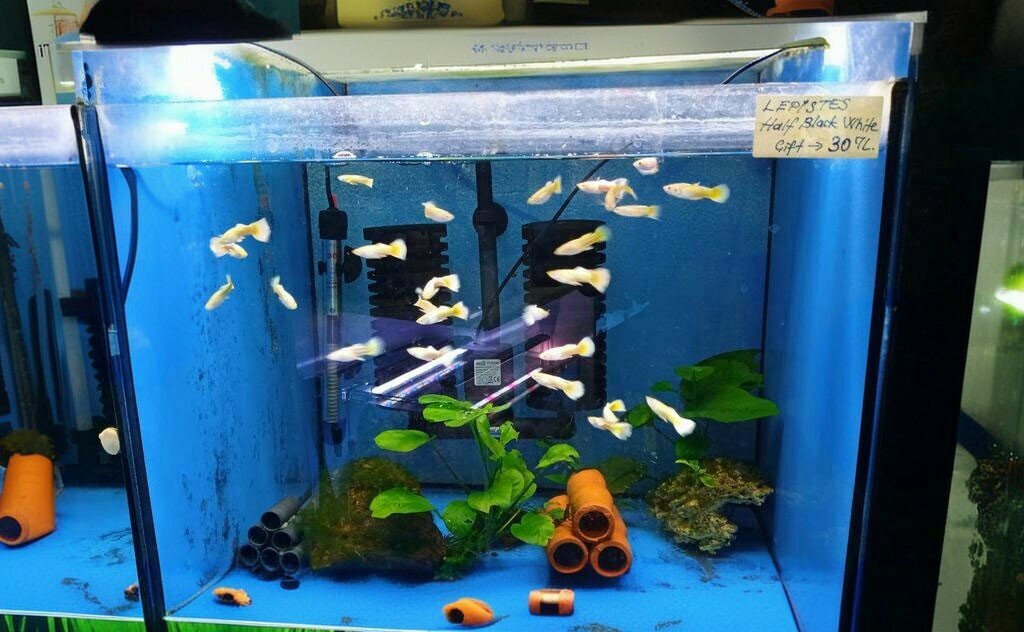 Petshop Ege Resif Akvaryum, Edremit, foto