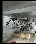Nevşehir Kapadokya Pet Shop (Nevşehir, Nevşehir Merkez, Güzelyurt Mah., Vefa Küçük Cad.), petshop  Nevşehir'den