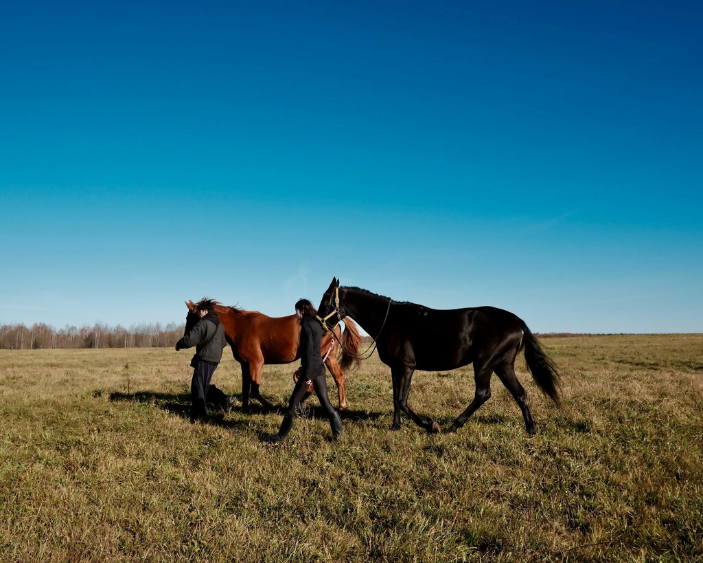At ve binicilik kulüpleri Three khvosta, Yaroslavskaya oblastı, foto