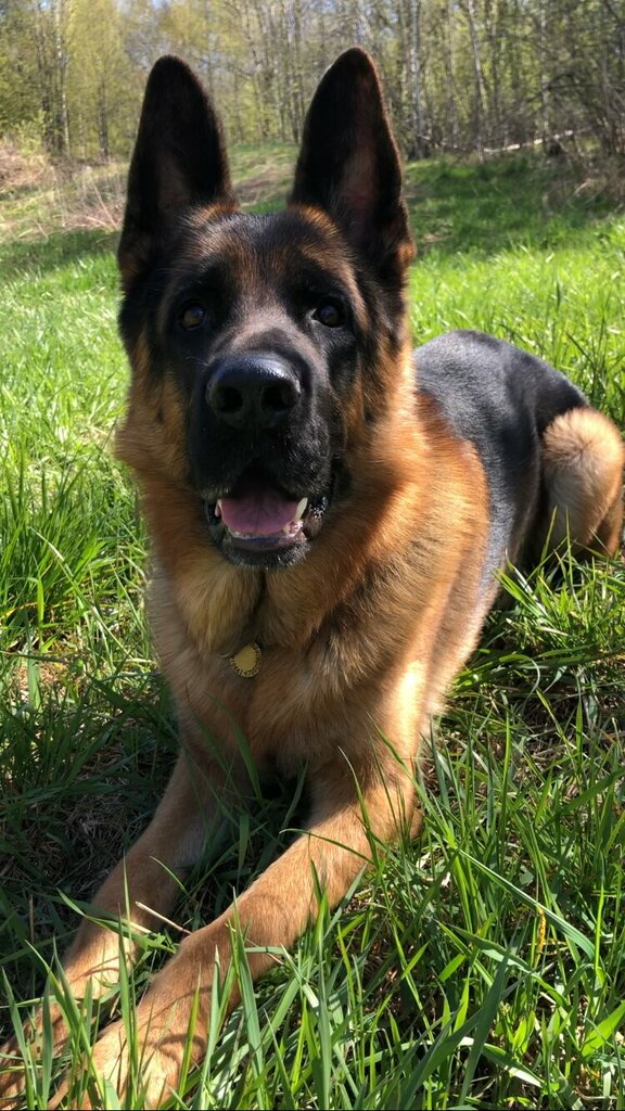 Pet otel Doghaus, Saint‑Petersburg ve Leningradskaya oblastı, foto