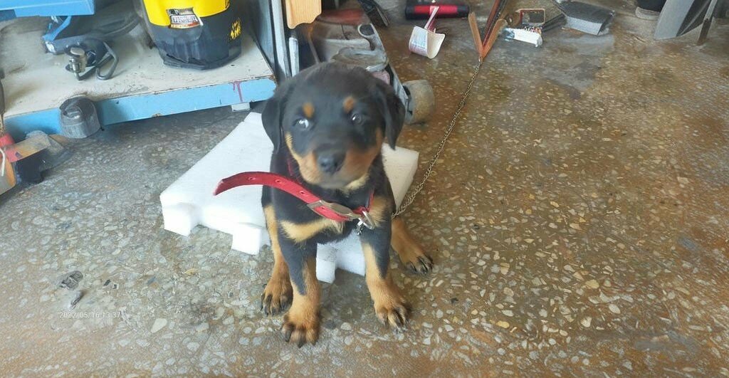 Otomobil servisi Oto Kaporta Boya, Giresun, foto