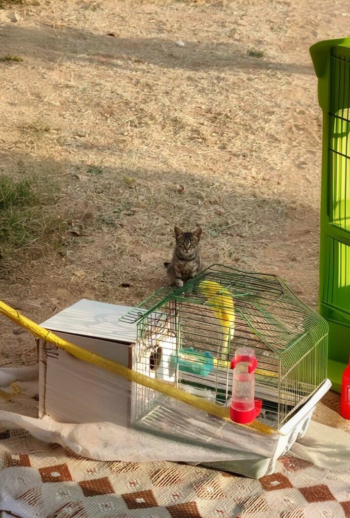 Muhtarlıklar Seyfe Köyü Muhtarlığı, Mucur, foto