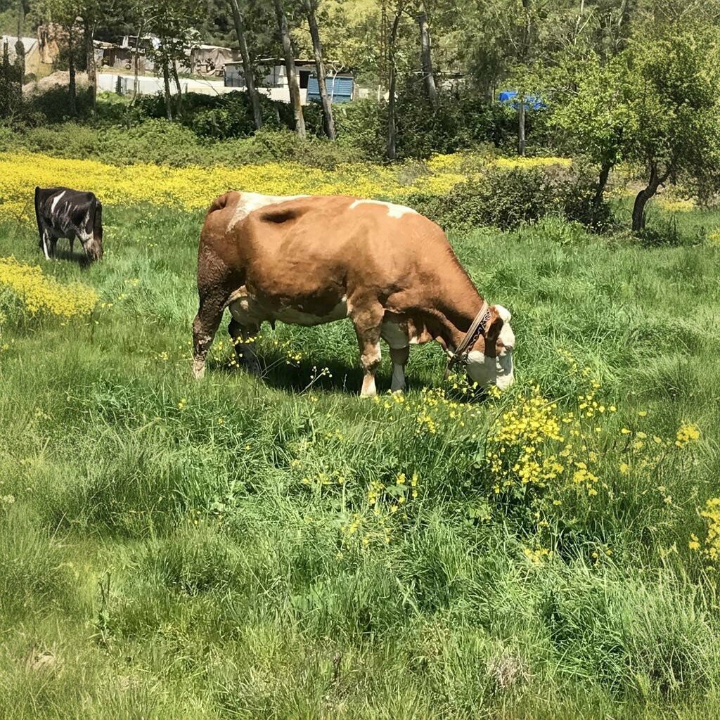 Hayvancılık Maltepe Orman Çiftliği, İstanbul, foto