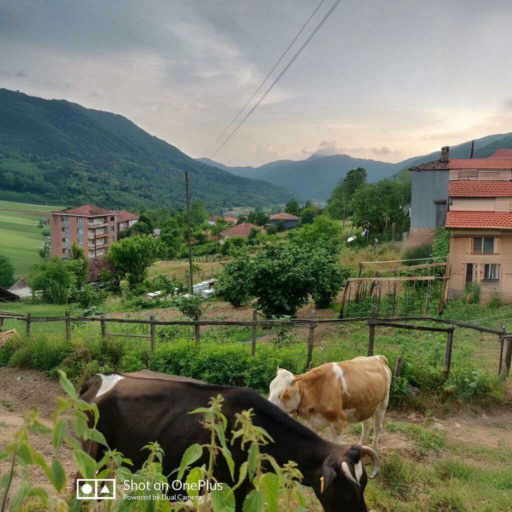 Muhtarlıklar Hacıahmet Köy Muhtarlığı, Cide, foto
