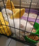Efe Petshop (Balıkesir, Altıeylül, Atalar Cad., 41), petshop  Balıkesir'den