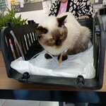 Soma Rüya Veteriner Kliniği (Manisa, Soma, Nihat Danışman Mah., Niyet Sok., 2), veteriner klinikleri  Soma'dan