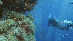 Scuba Sara G (Manchester Tower, Dubai Marina, Jumeirah, Dubai), dalış kulüpleri ve eğitim merkezleri  Dubai'den