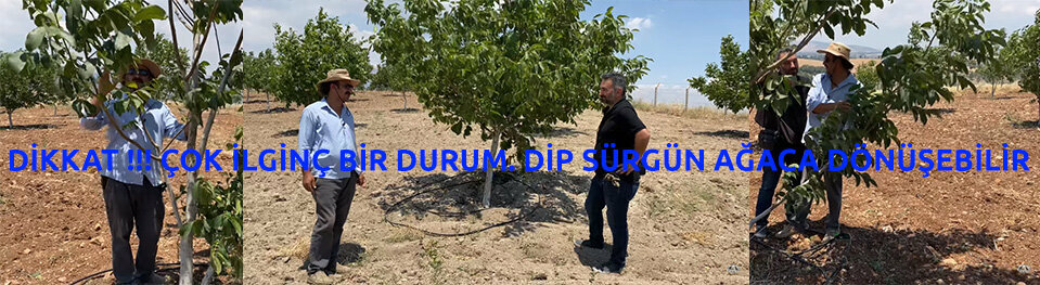 Sera ve bahçe ürünleri Üçel Fidancılık, Kahramanmaraş, foto